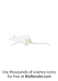 Free Rat leg bones (lateral view) Icons, Symbols & Images | BioRender