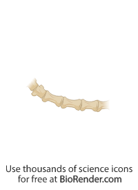 Free Mouse vertebrae (tail, lateral) Icons, Symbols & Images | BioRender