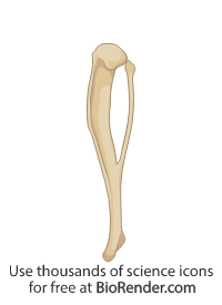 Free Mouse tibia and fibula (lateral) Icons, Symbols & Images | BioRender