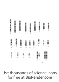 Free Human karyotype Icons, Symbols & Images | BioRender