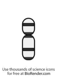 Free Human karyotype (chromosome 19) Icons, Symbols & Images | BioRender