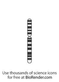 Free Human karyotype (chromosome 2) Icons, Symbols & Images | BioRender
