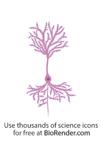 Free Pyramidal neuron (hippocampal, dendritic spines, high) Icons ...