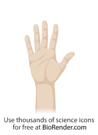 Free Hand and wrist (palmar view) Icons, Symbols & Images | BioRender