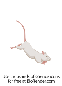 Free Mouse pup (vibrissa placing, without hand) Icons, Symbols & Images ...