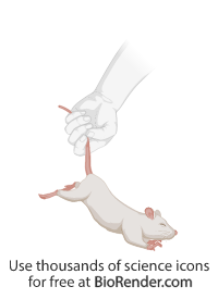 Free Mouse pup (vibrissa placing) Icons, Symbols & Images | BioRender