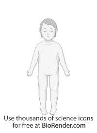 Free Toddler (female, anterior) Icons, Symbols & Images | BioRender