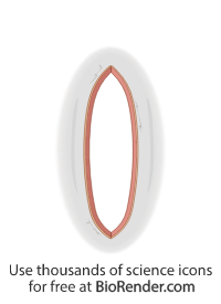 Free Surgical incision (open, rodent) Icons, Symbols & Images | BioRender