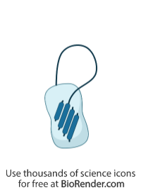 Free Serpin Icons, Symbols & Images | BioRender