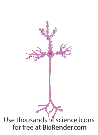 Free Pyramidal neuron (dendritic spines, high) Icons, Symbols & Images ...