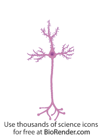 Free Pyramidal neuron (dendritic spines, med) Icons, Symbols & Images ...