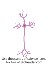 Free Pyramidal neuron (dendritic spines, low) Icons, Symbols & Images ...