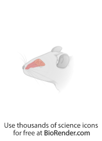 Free Mouse sinus (sagittal, on head) Icons, Symbols & Images | BioRender