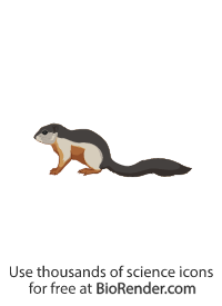 Free Prevost's Squirrel Icons, Symbols & Images | BioRender