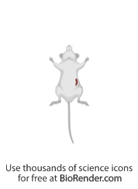 Free Supine mouse (with spleen) Icons, Symbols & Images | BioRender