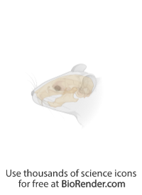 Free Mouse skull (with mandible, on head) Icons, Symbols & Images ...