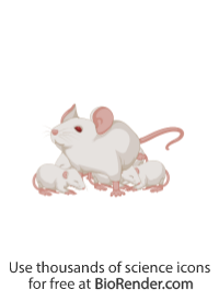 Free Mouse pup (old, with mom 1) Icons, Symbols & Images | BioRender