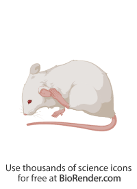 Free Mouse scratching Icons, Symbols & Images | BioRender