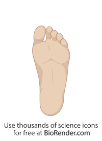 Free Foot (sole) Icons, Symbols & Images | BioRender