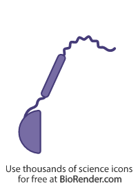 Free PhD (antitoxin, monomer) Icons, Symbols & Images | BioRender