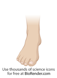 Free Foot Icons, Symbols & Images | BioRender