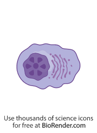 Free Plasma cell (abnormal) Icons, Symbols & Images | BioRender