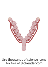 Free Mouse uterus (with arteries) Icons, Symbols & Images | BioRender