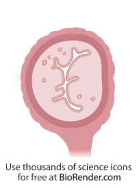 Free Mouse uterus (cross-section) Icons, Symbols & Images | BioRender