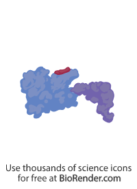 Free Fusion toxin protein Icons, Symbols & Images | BioRender