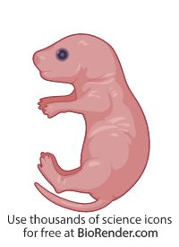 Free Mouse pup (newborn) Icons, Symbols & Images | BioRender