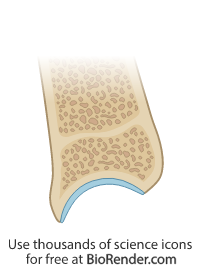 Free Mouse tibia (distal end, sagittal cut) Icons, Symbols & Images ...