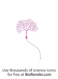 Free Purkinje cell (with axon) Icons, Symbols & Images | BioRender