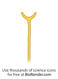 Free Vestibular nerve ending (short, type 2) Icons, Symbols & Images ...