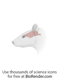Free Rat head (with lateral brain) Icons, Symbols & Images | BioRender