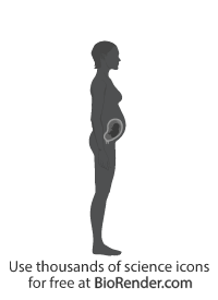 Free Pregnant mother (trimester 2) Icons, Symbols & Images | BioRender