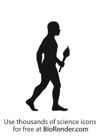 Free Human evolution (4. Homo erectus) Icons, Symbols & Images | BioRender