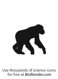 Free Human evolution (1. Dryopithecus) Icons, Symbols & Images | BioRender