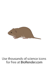 Free Vole Icons, Symbols & Images | BioRender