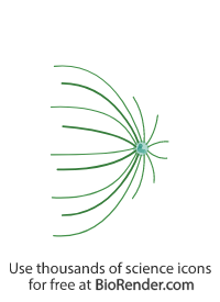 Free Spindle Apparatus, 2 Icons, Symbols & Images | BioRender