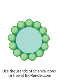 Free Microtubule (cross-section) Icons, Symbols & Images | BioRender