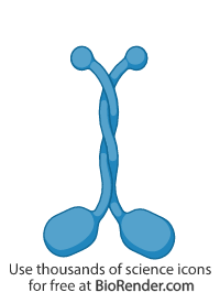Free Kinesin Icons, Symbols & Images | BioRender