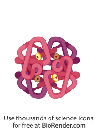 Free Hemoglobin (with heme groups) Icons, Symbols & Images | BioRender
