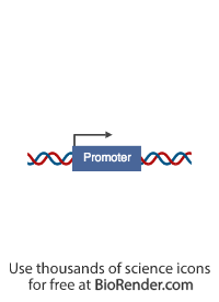Free Promoter Icons, Symbols & Images | BioRender