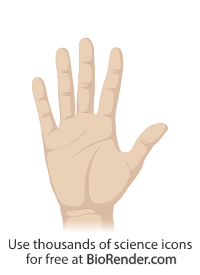 Free Human Figure Icons, Symbols & Images | BioRender