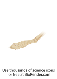 Free Mouse skeleton (front foot) Icons, Symbols & Images | BioRender