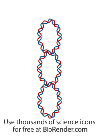 Free Supercoiled DNA (2D, 3 loops) Icons, Symbols & Images | BioRender