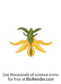 Free Tomato (flower, half) Icons, Symbols & Images | BioRender