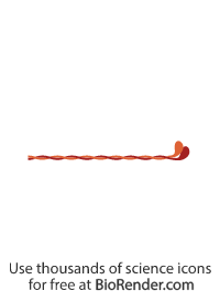 Free Myosin 1 Icons, Symbols & Images | BioRender