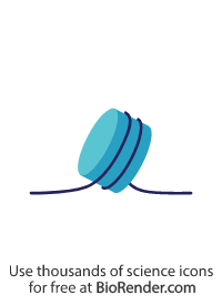 Free Nucleosome (long) Icons, Symbols & Images | BioRender