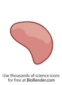 Free Mouse stomach (lateral) Icons, Symbols & Images | BioRender